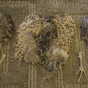 Dried Quail Wing, Pelt and Legs - Etsy