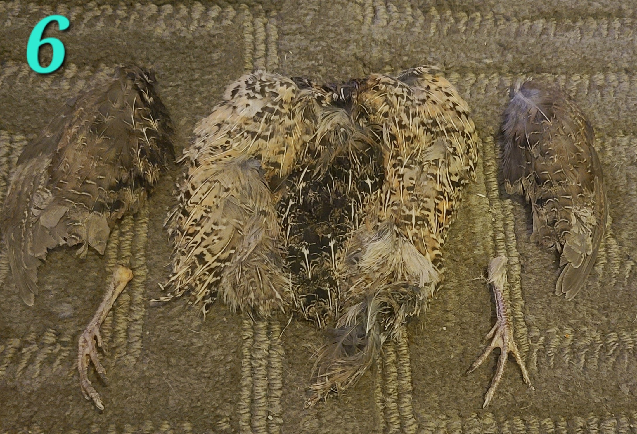 Dried Quail Wing, Pelt and Legs - Etsy