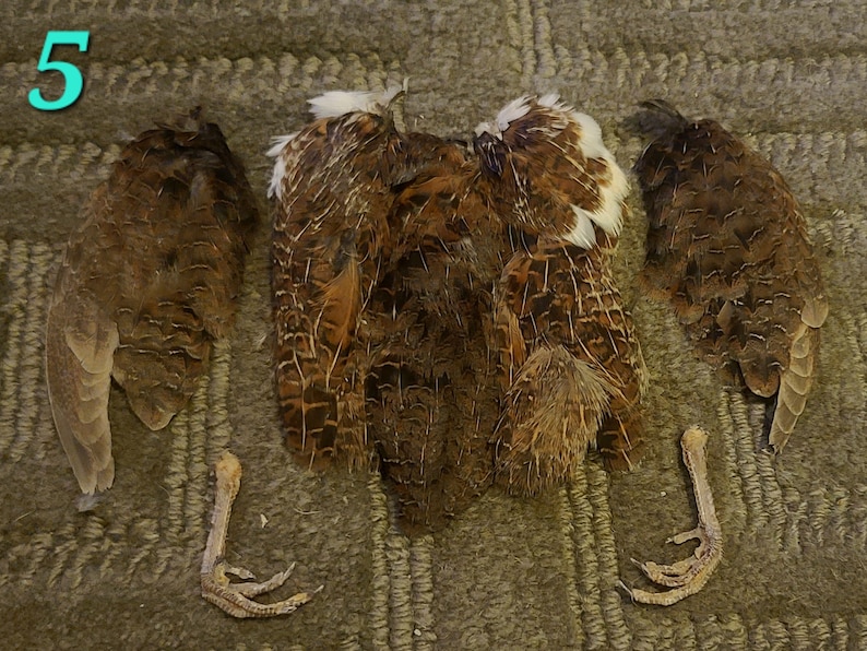 Dried Quail Wing, Pelt and Legs - Etsy