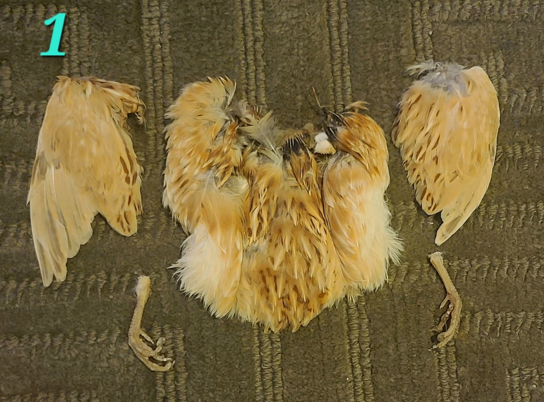 Dried Quail Wing, Pelt and Legs - Etsy