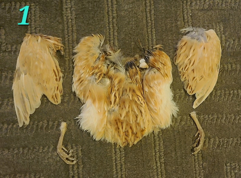 Dried Quail Wing, Pelt and Legs - Etsy