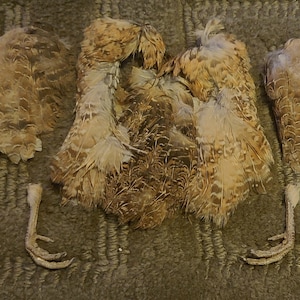 Dried Quail Wing, Pelt and Legs - Etsy