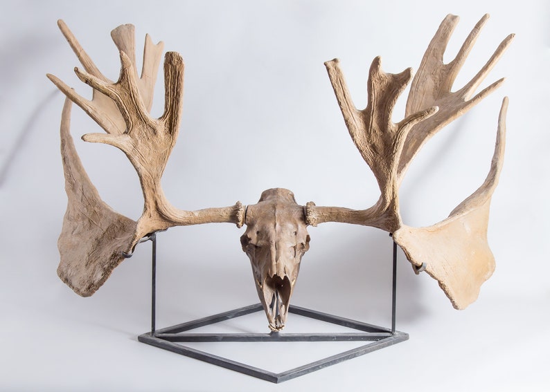 Cervalces Scotti elk Moose Skull Replica | Etsy