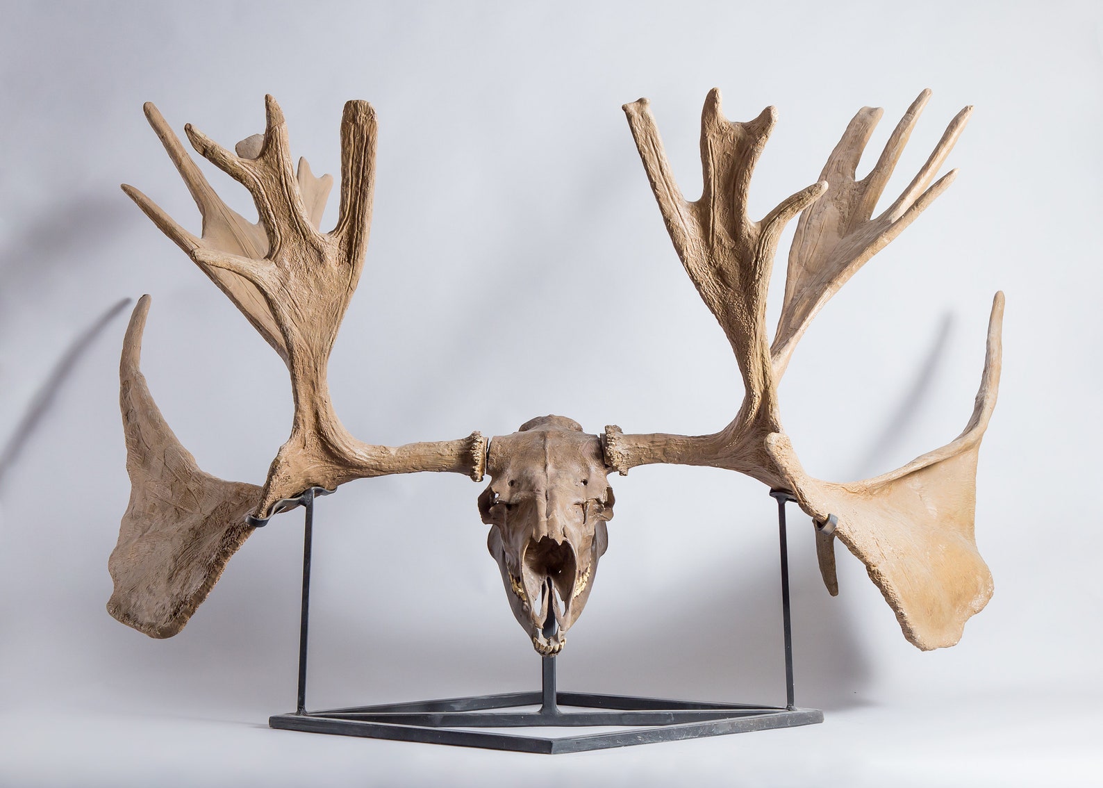 Cervalces Scotti elk Moose Skull Replica | Etsy