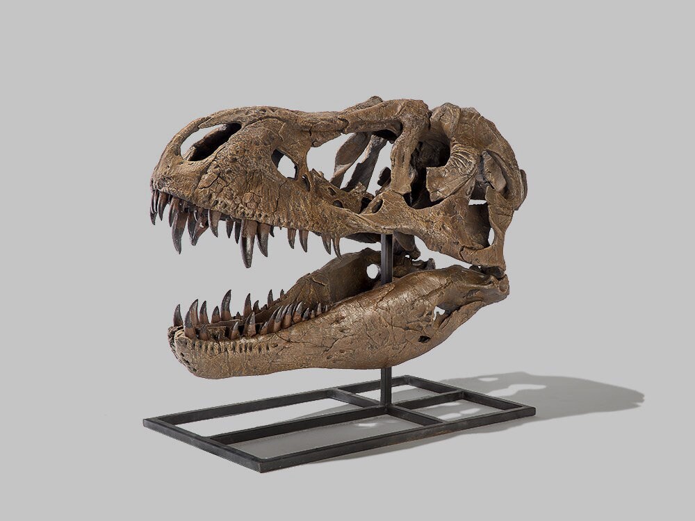 T Rex Fossil Statue - Etsy