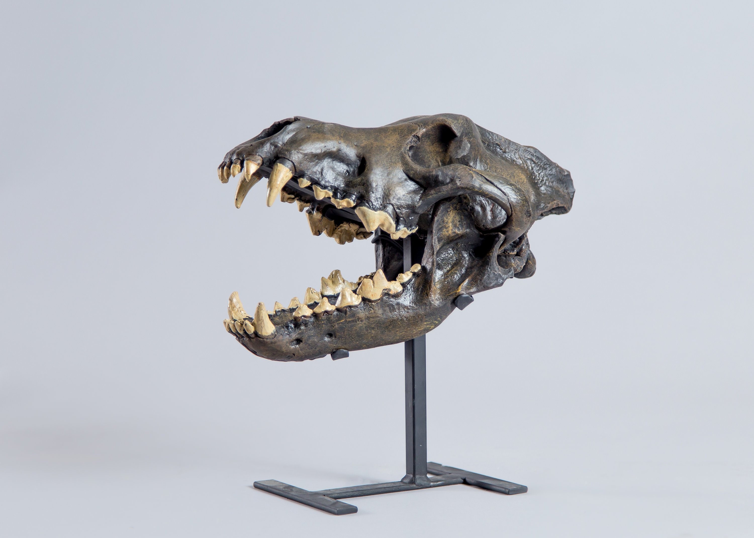 Dire Wolf Skull Drawing