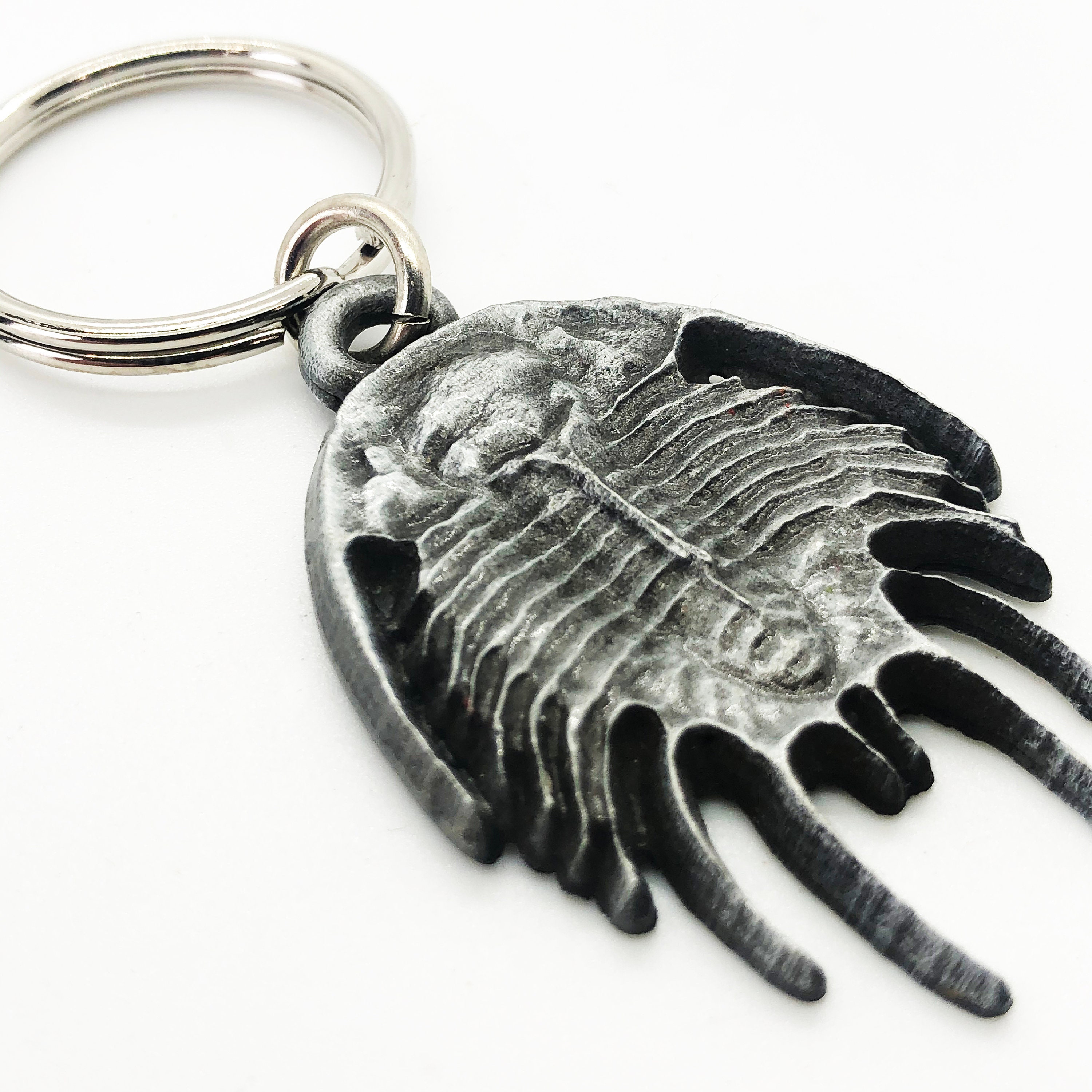 Craft Supplies & Tools Moroccan trilobite Cambrian trilobite Trilobite ...
