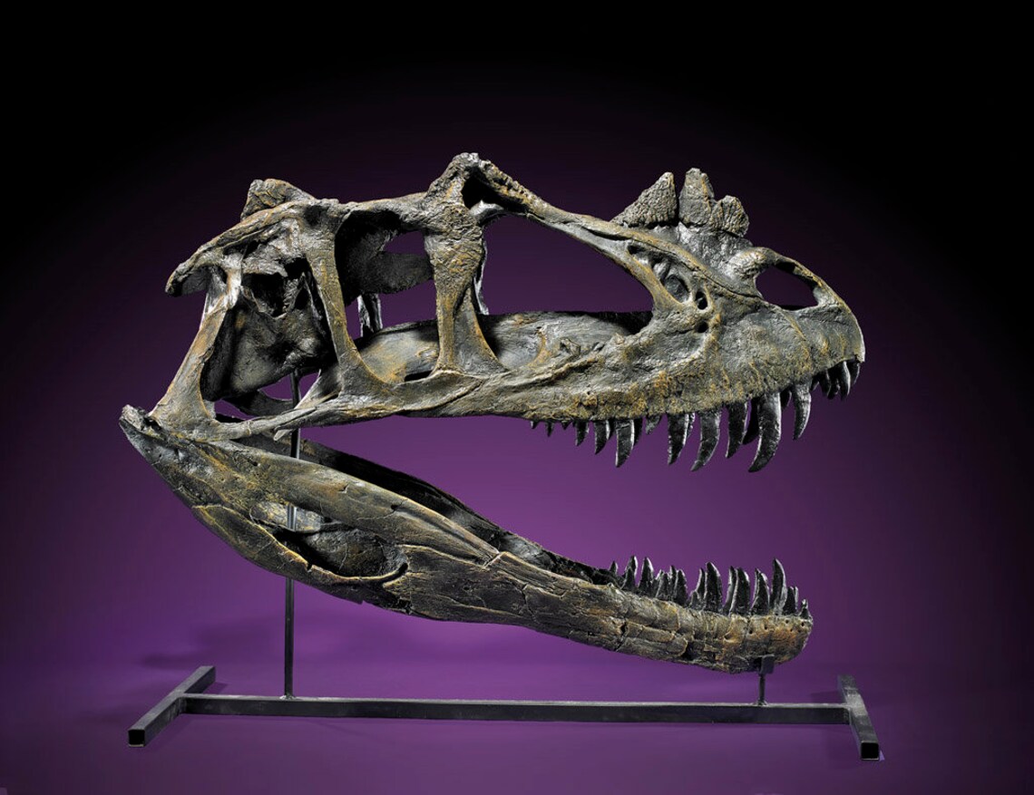 Ceratosaurus Nasicornis Adult Skull Replica - Etsy
