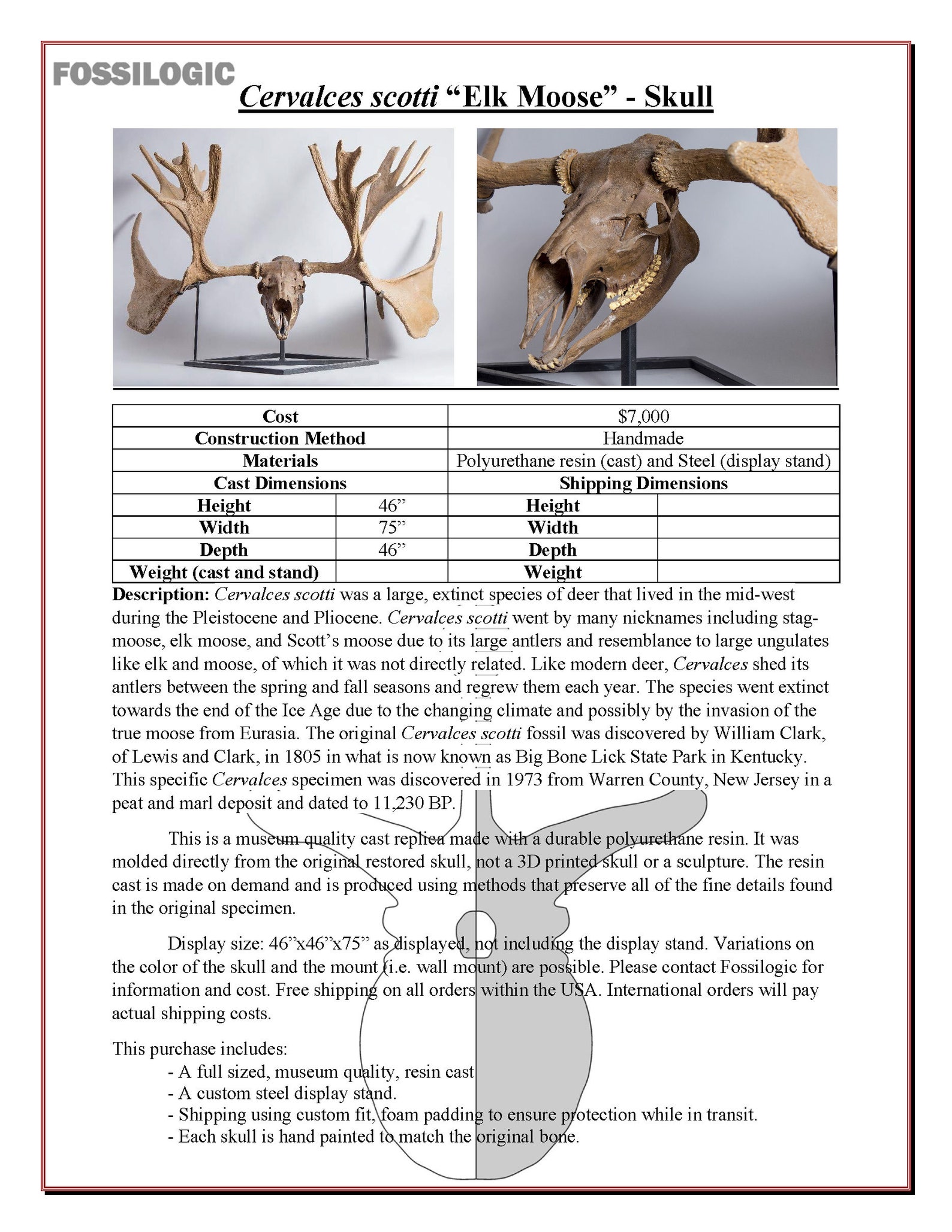 Cervalces Scotti elk Moose Skull Replica | Etsy