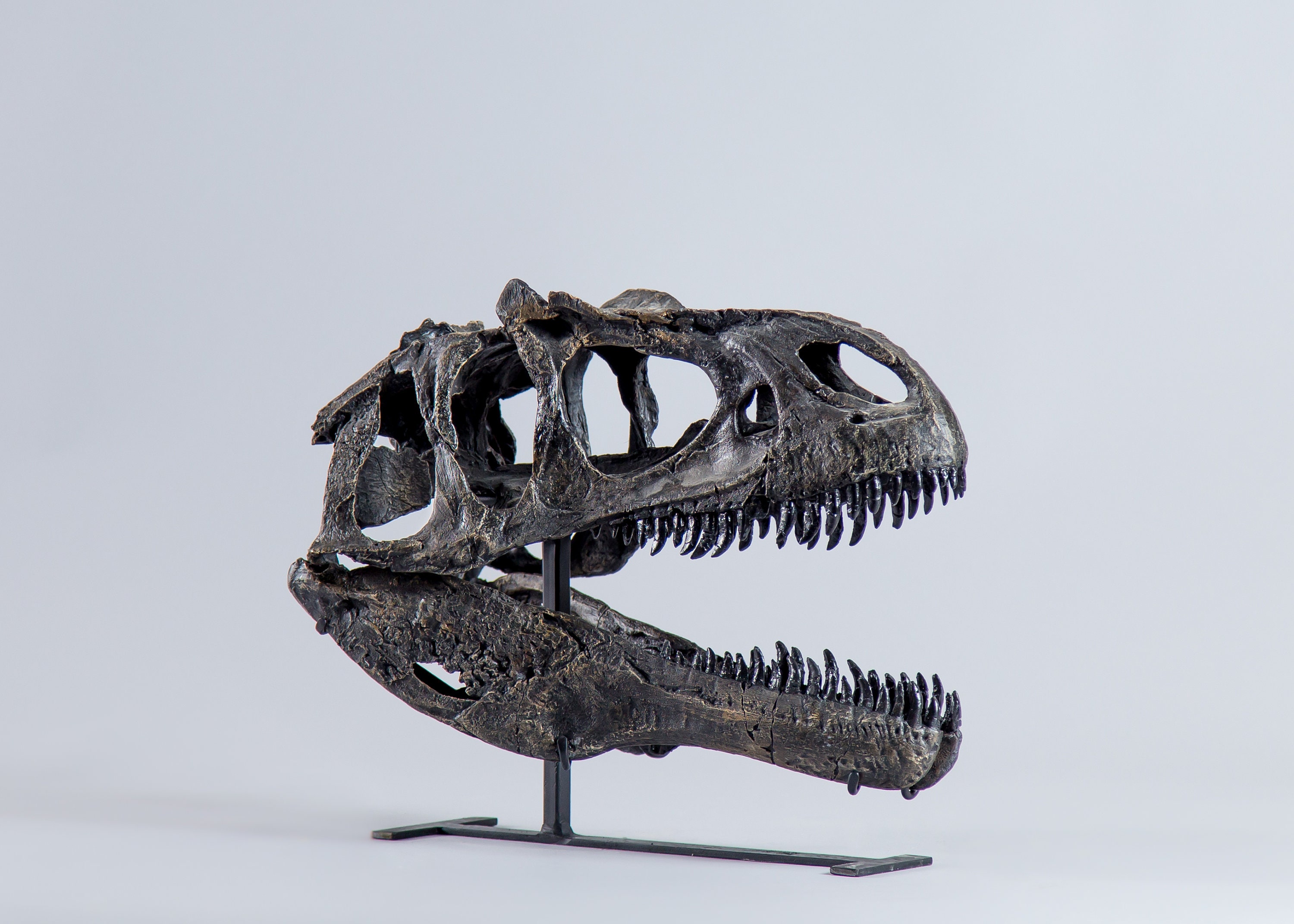 Allosaurus Skull Replica