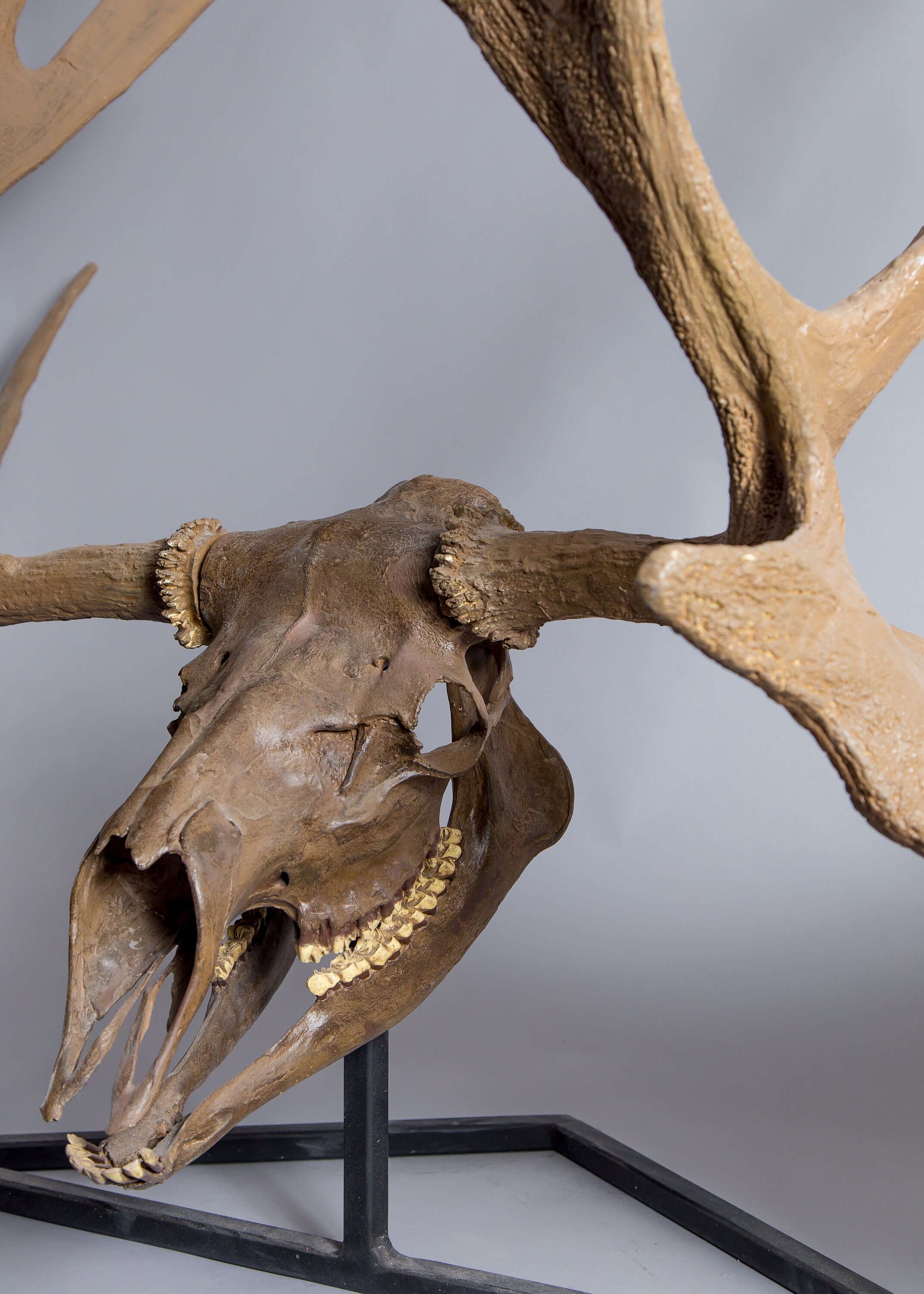 Cervalces Scotti elk Moose Skull Replica - Etsy
