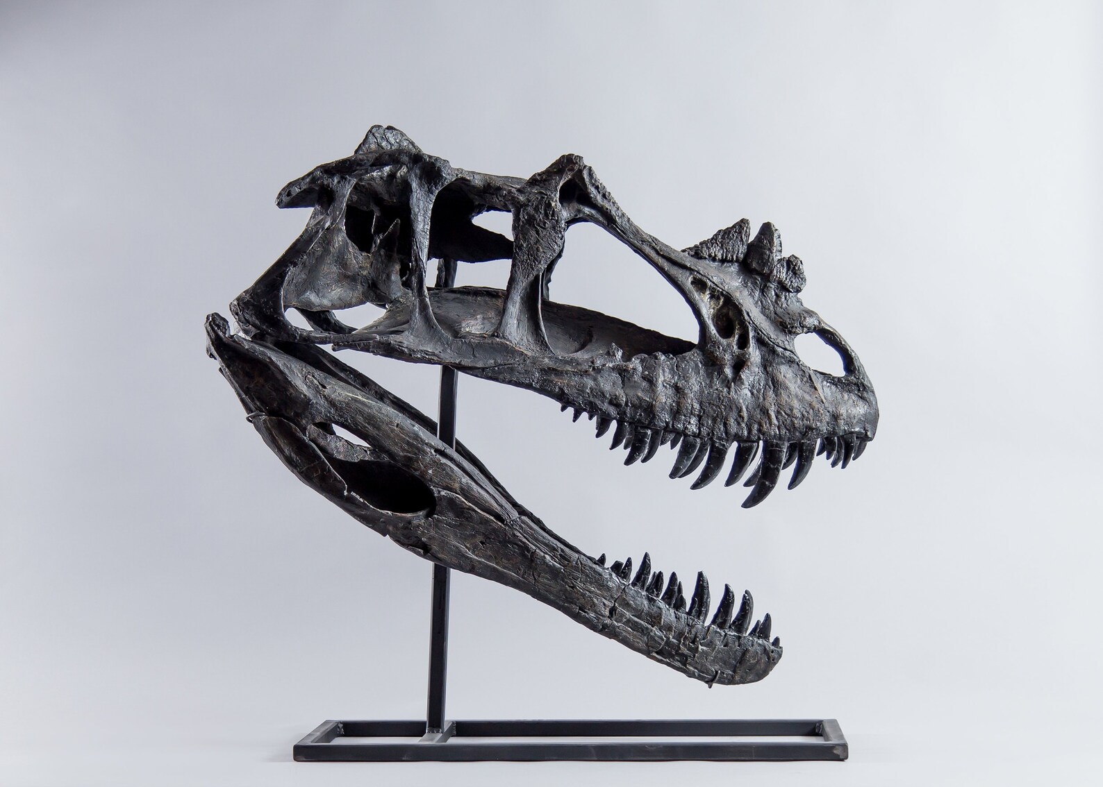 Ceratosaurus Nasicornis Adult Skull Replica - Etsy