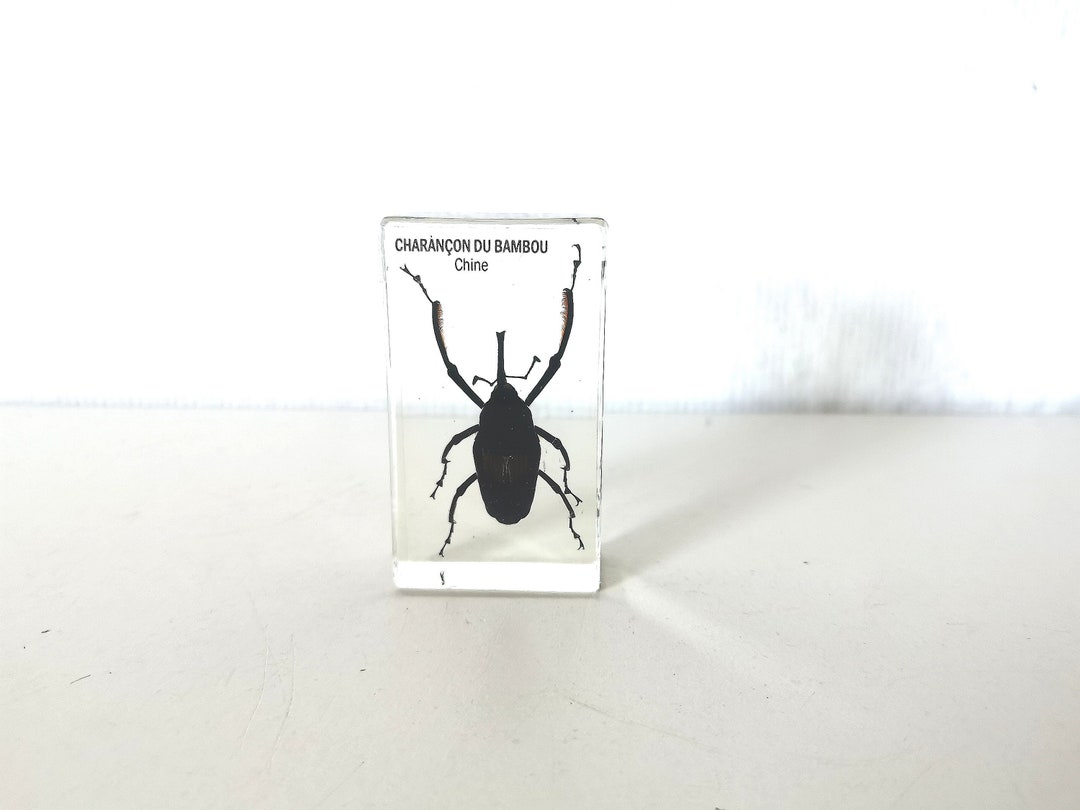 Inclusion Insect/bamboo Weevil/resin/collection/taxidermy/curiosity ...