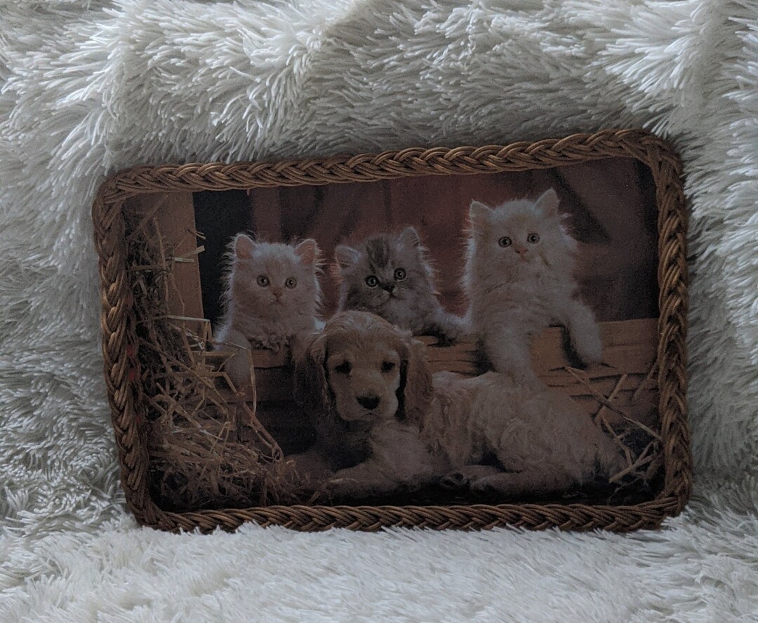 Vintage Kitsch Melamine and Wicker Serving Tray Adorable Kitten Cats ...