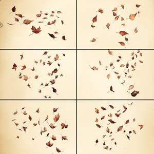 20 Foating Leaf Overlays, Leaf Overlays, Photo Overlay, Photo Editing ...