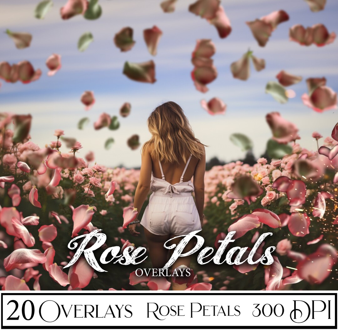 20 Foating Rose Petal Overlays, Rose Overlays, Photo Overlay, Photo ...