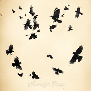 18 Black Crow Overlay, Floating Crow Overlays, Photo Overlay ...