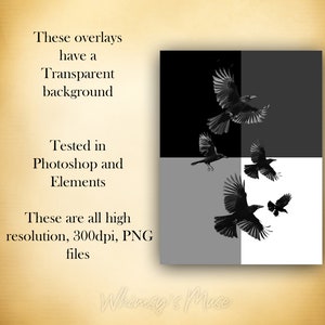 18 Black Crow Overlay, Floating Crow Overlays, Photo Overlay ...