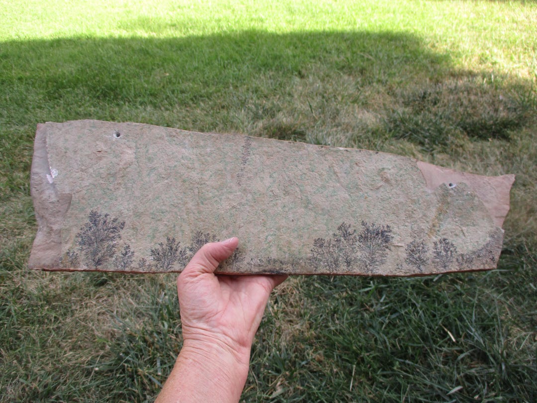 Dendritic Sandstone Slab: Pseudo Fossil Wall Decor (20x6 Inches) - Etsy