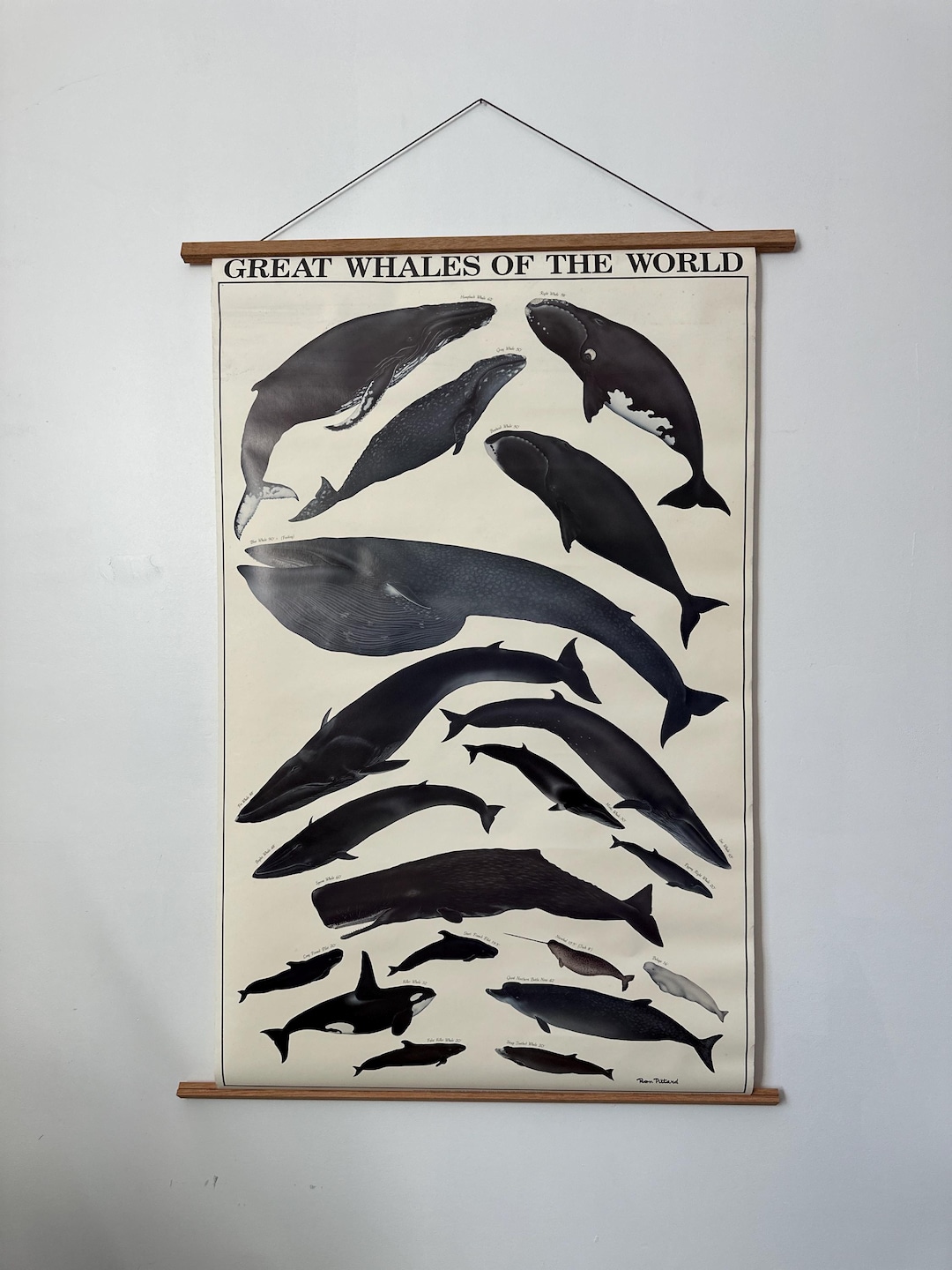Vintage Whales of the World Poster, Whales Poster, * Poster Holder is ...