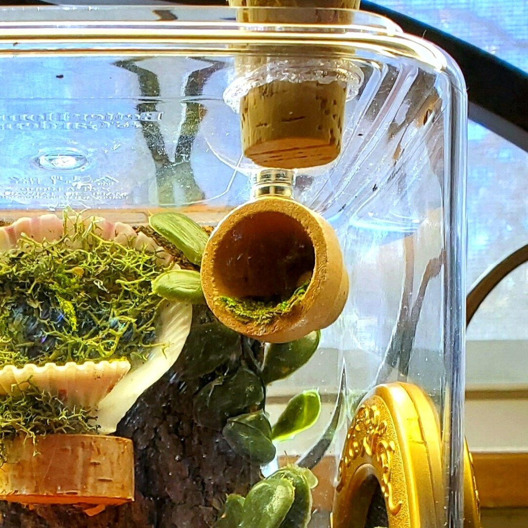 The ORIGINAL Medium Flower Pot Hide, Spider Hide, Jumping Spider Hide ...