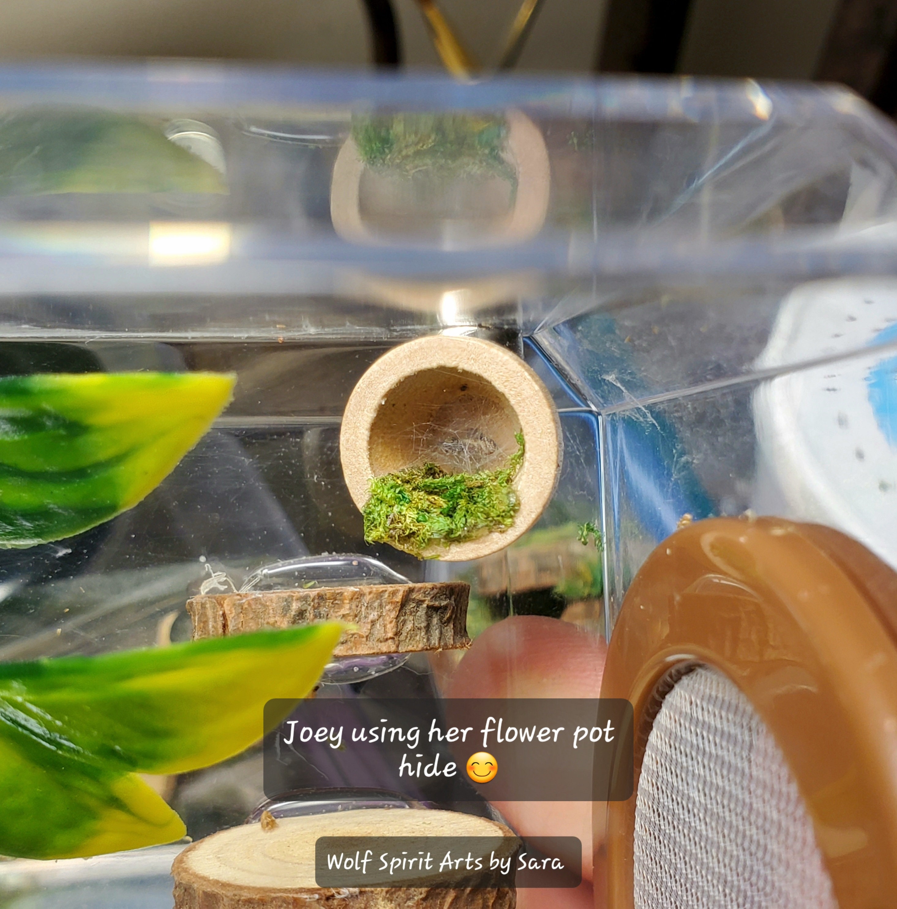 The ORIGINAL MICRO Flower Pot Hide, Spider Hide, Jumping Spider Hide ...