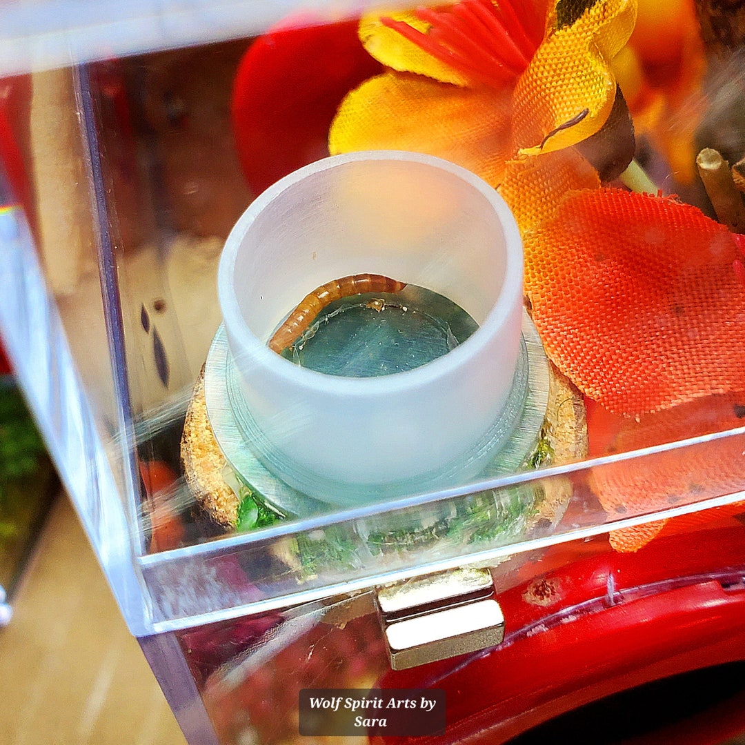 The ORIGINAL MICRO Jumping Spider Feeding Dish! Handmade Art, Jumping ...