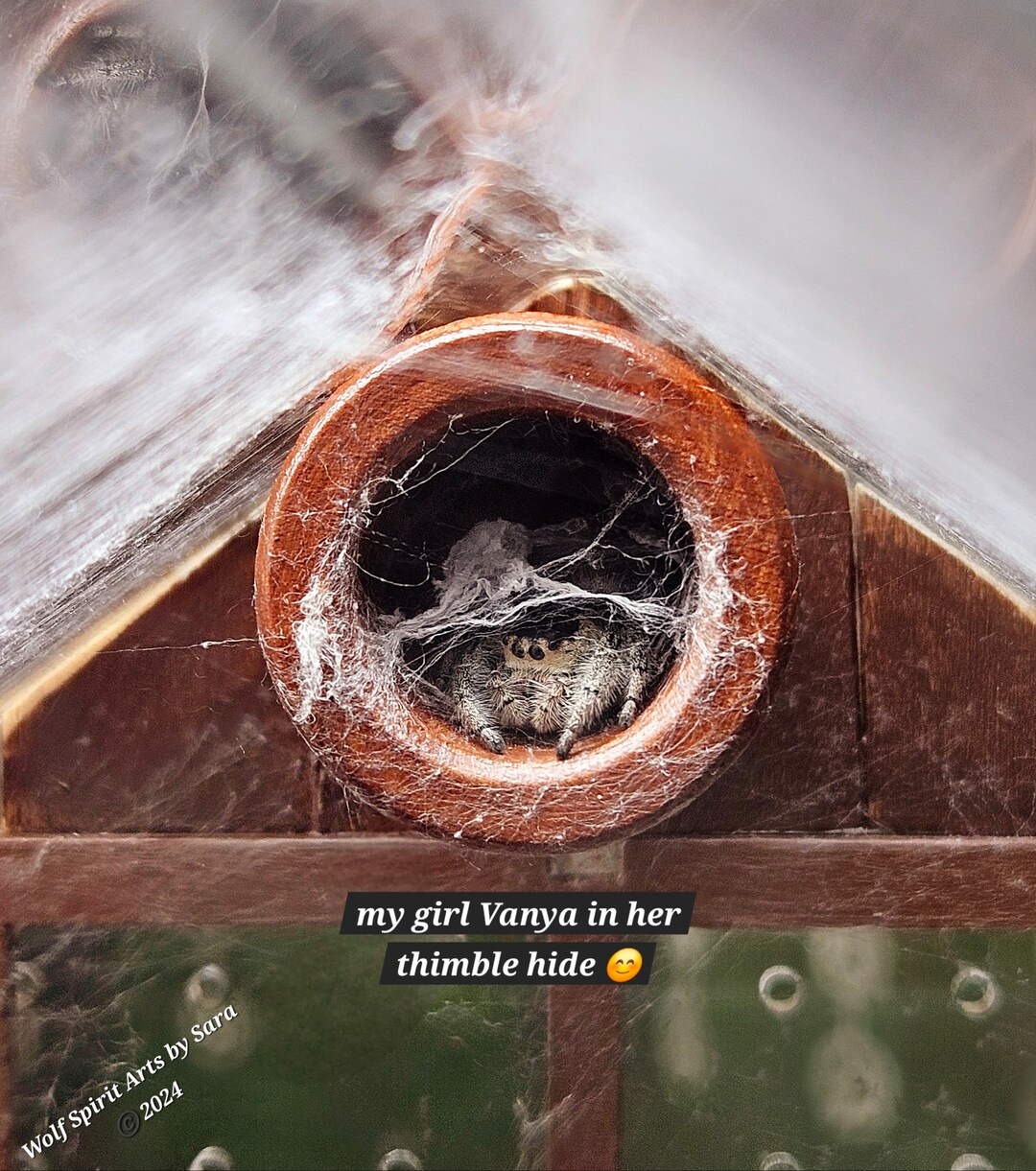 The ORIGINAL Large Jumping Spider Thimble Hide, Jumping Spider Decor ...