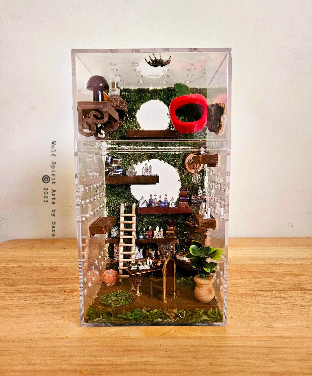 Made-to-order Wizard's Study Jumping Spider Enclosure,jumping Spider ...