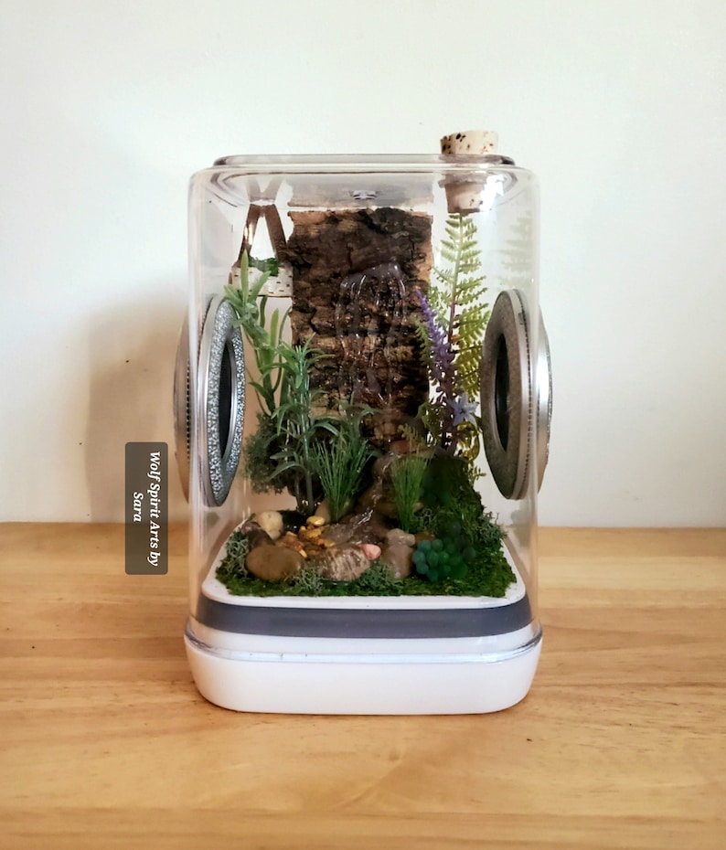 Made-to-order Medium Jumping Spider Enclosure, Jumping Spider Decor ...