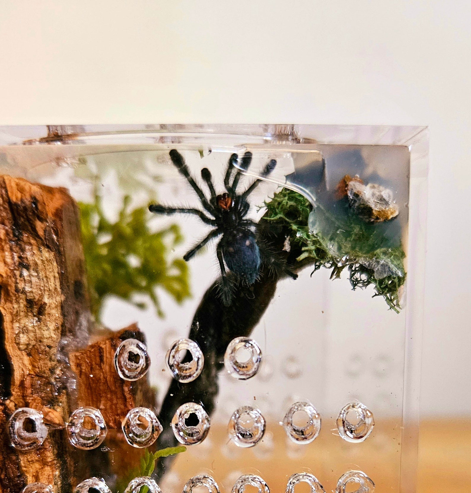 Made-to-order EXTRA SMALL Arboreal Tarantula/jumping Spider Sling ...