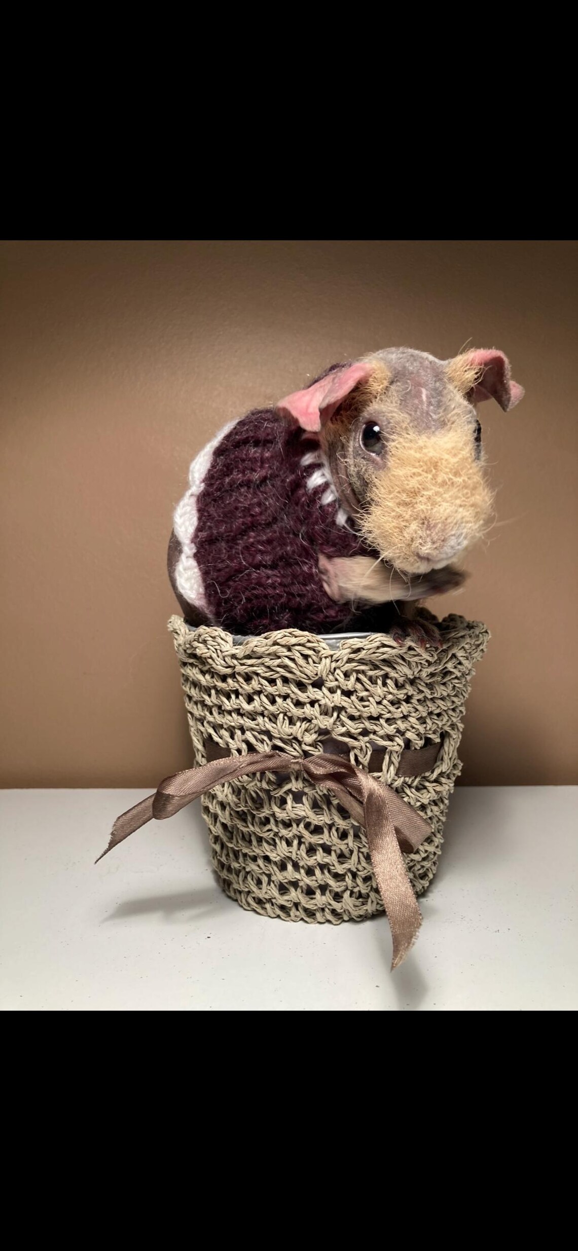 Burgundy and White Guinea Pig Dress - Etsy