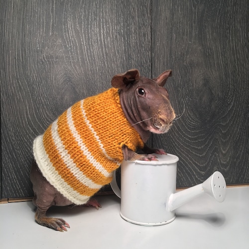 Guinea Pig Football Sweater Skinny Pig Sweater Guinea Pig - Etsy