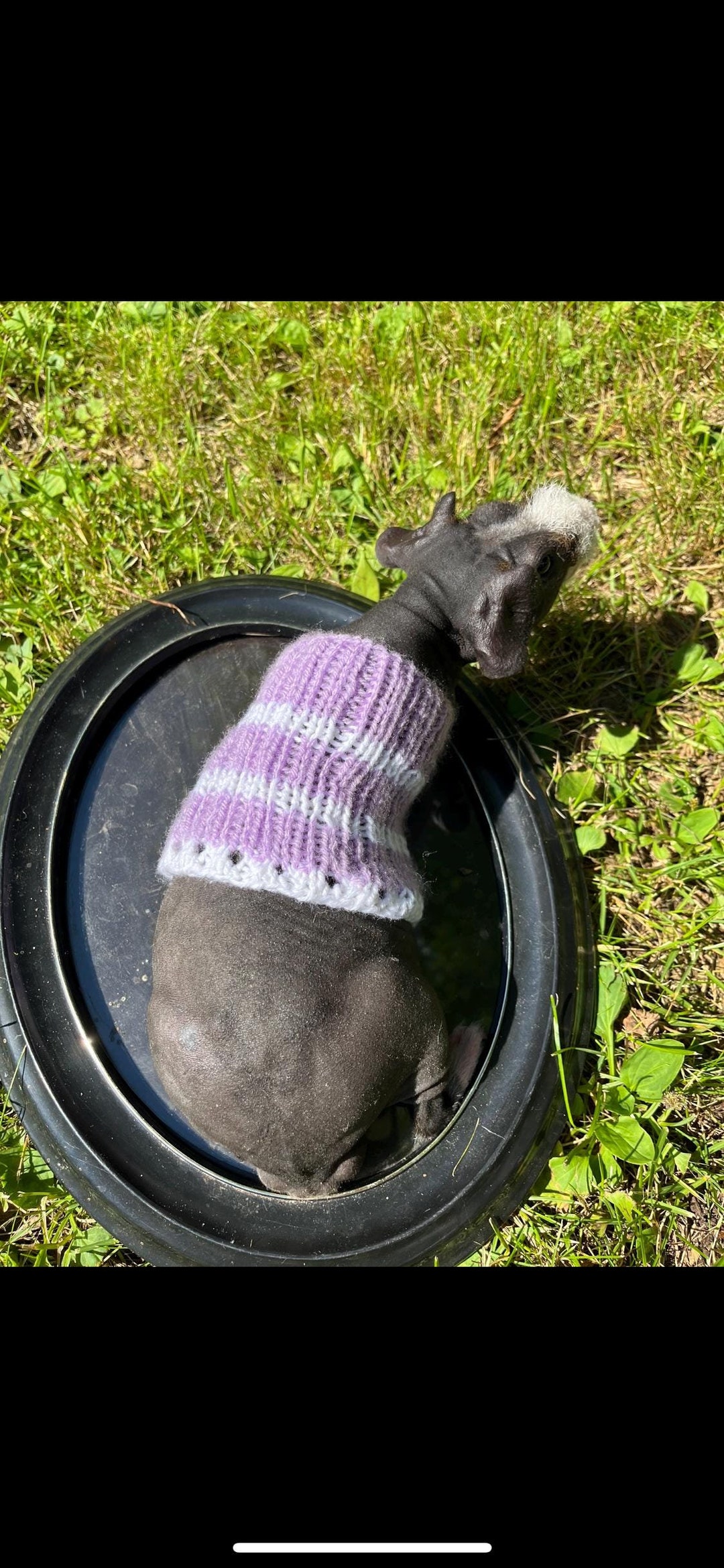 Purple and White Guinea Pig Dress - Etsy