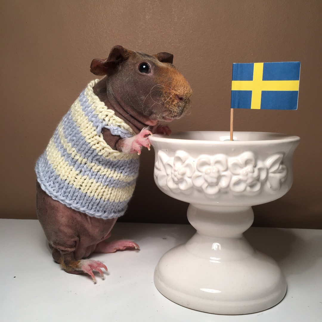 Guinea Pig Shirt - Etsy