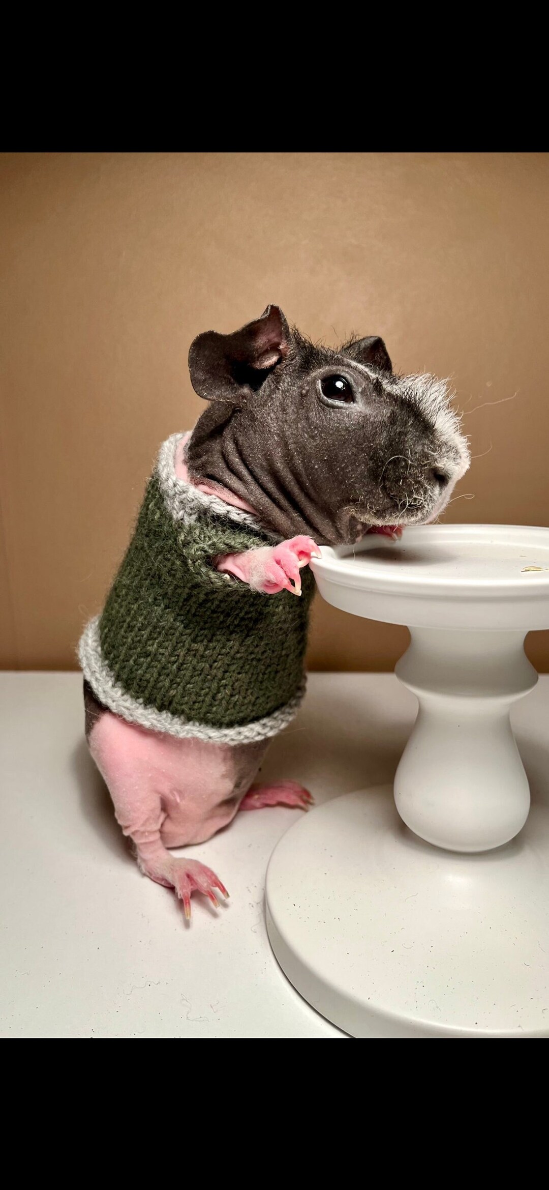Dark Green Guinea Pig Sweater - Etsy