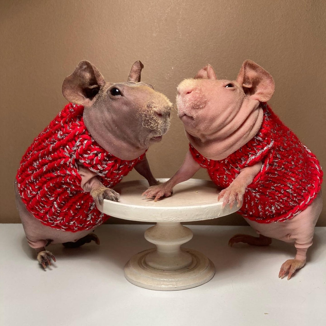 Sparkling Guinea Pig Dresses - Etsy