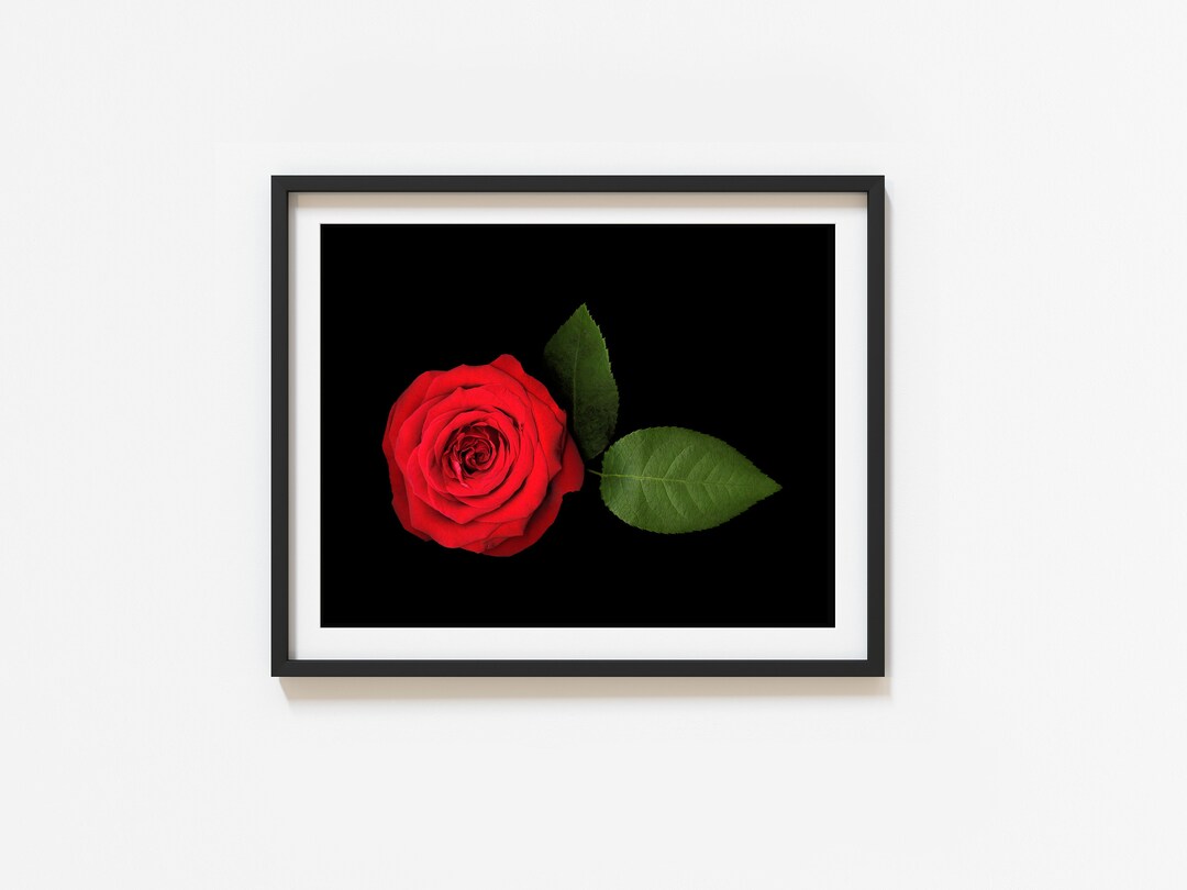 Red Rose | Flower Print | Digital Download | Flower Decor - Etsy