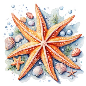 Starfish Clipart PNG Bundle 20 Ocean Animals Sea Star - Etsy