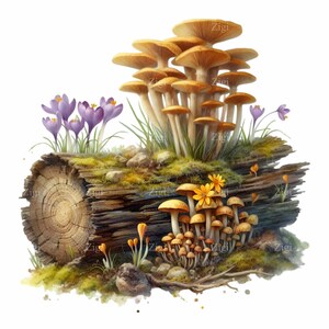 12 Mushroom Log PNG Clipart – Woodland Spring Scene With Mushrooms ...