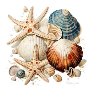 Starfish Clipart 10 PNG, Watercolor Seashells Underwater Ocean Beach ...