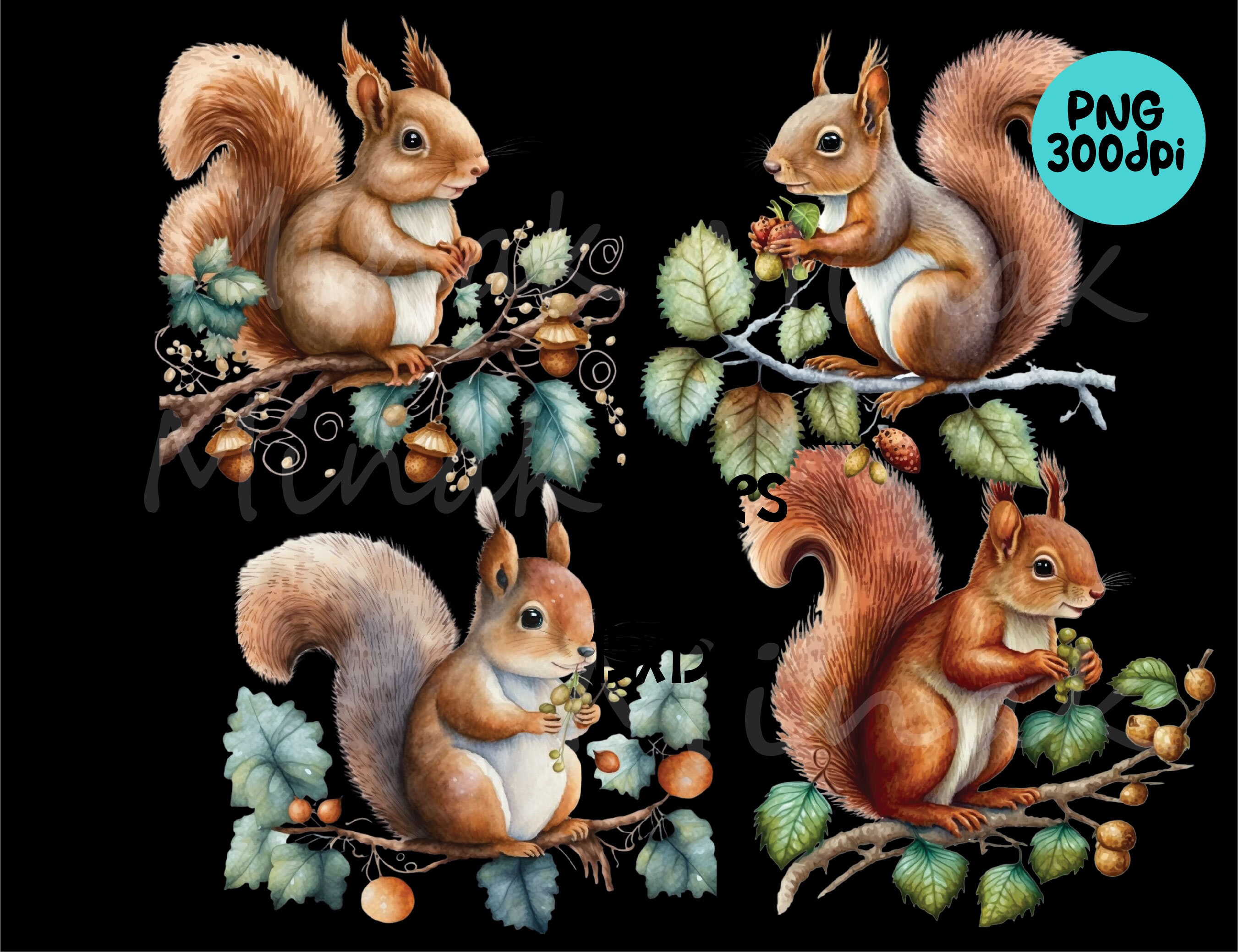 Western Gray Squirrel Photos Clipart