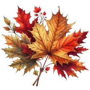 12 Autumn Maple Leaf Clipart PNG, Vibrant Fall Foliage With Berries ...