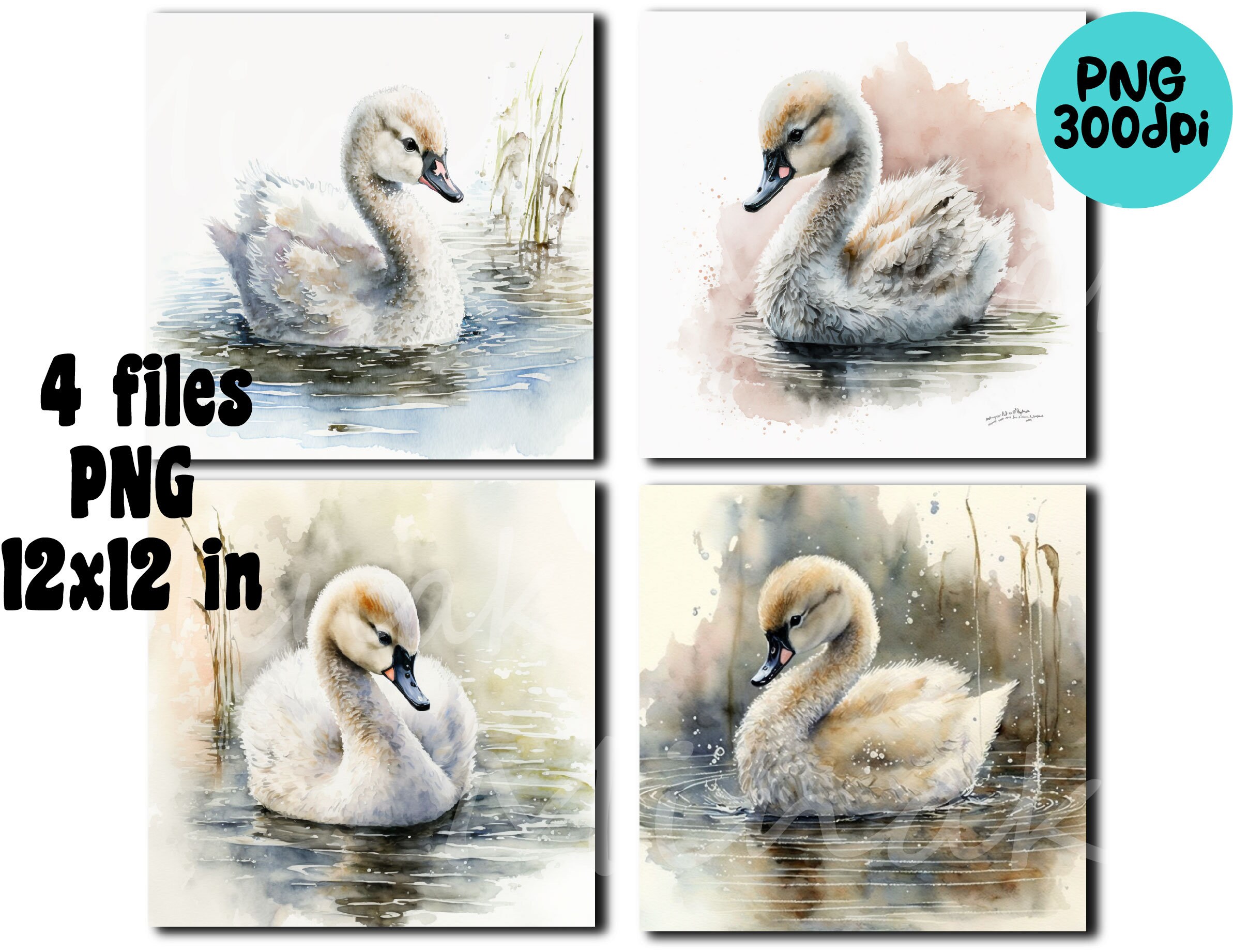 Images Of Baby Swans Clipart