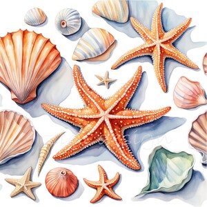Starfish Clipart PNG Bundle 20 Ocean Animals Sea Star - Etsy
