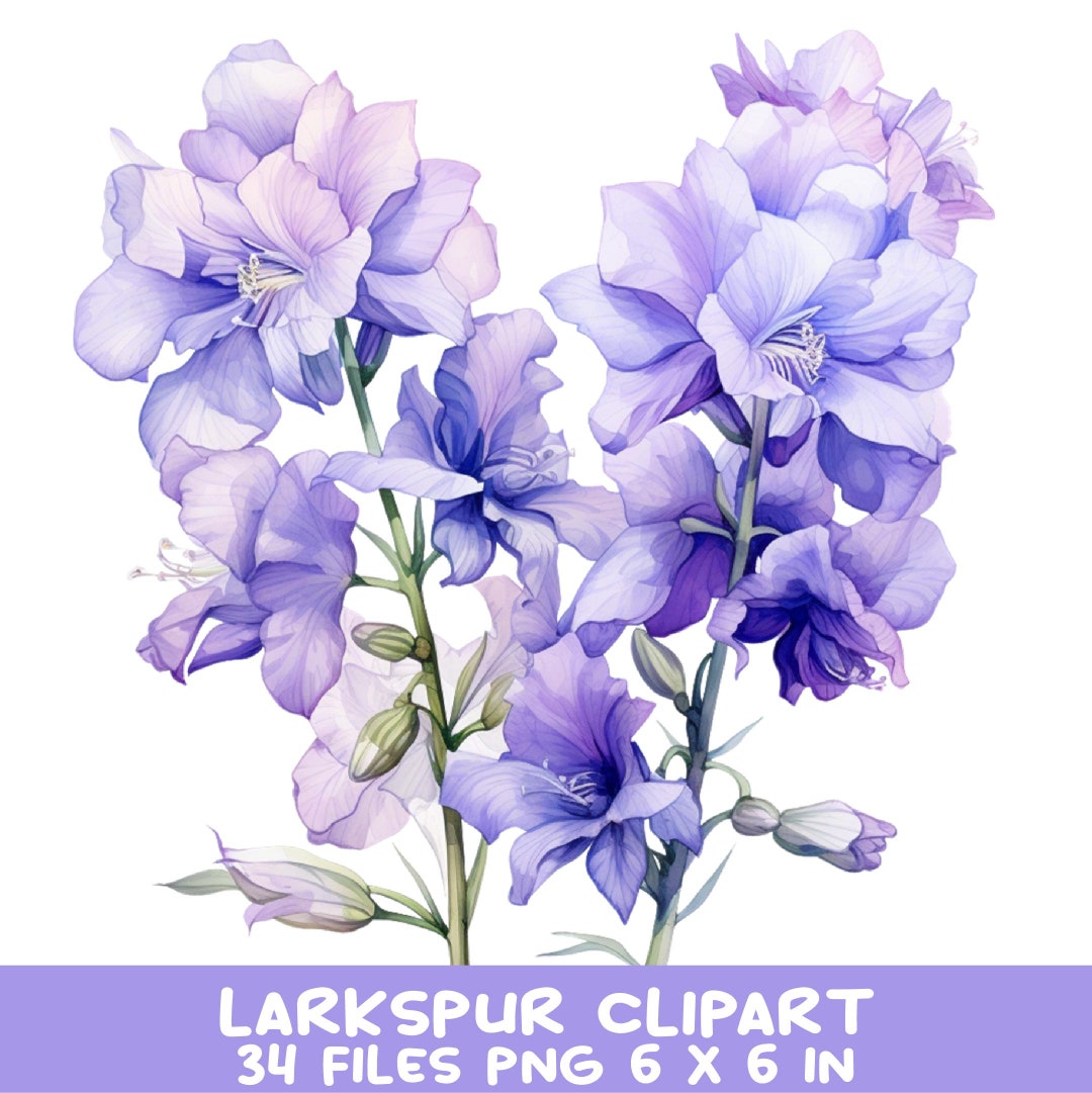 Larkspur Flower Clipart PNG, Purple Floral Illustration, 34 Files for ...