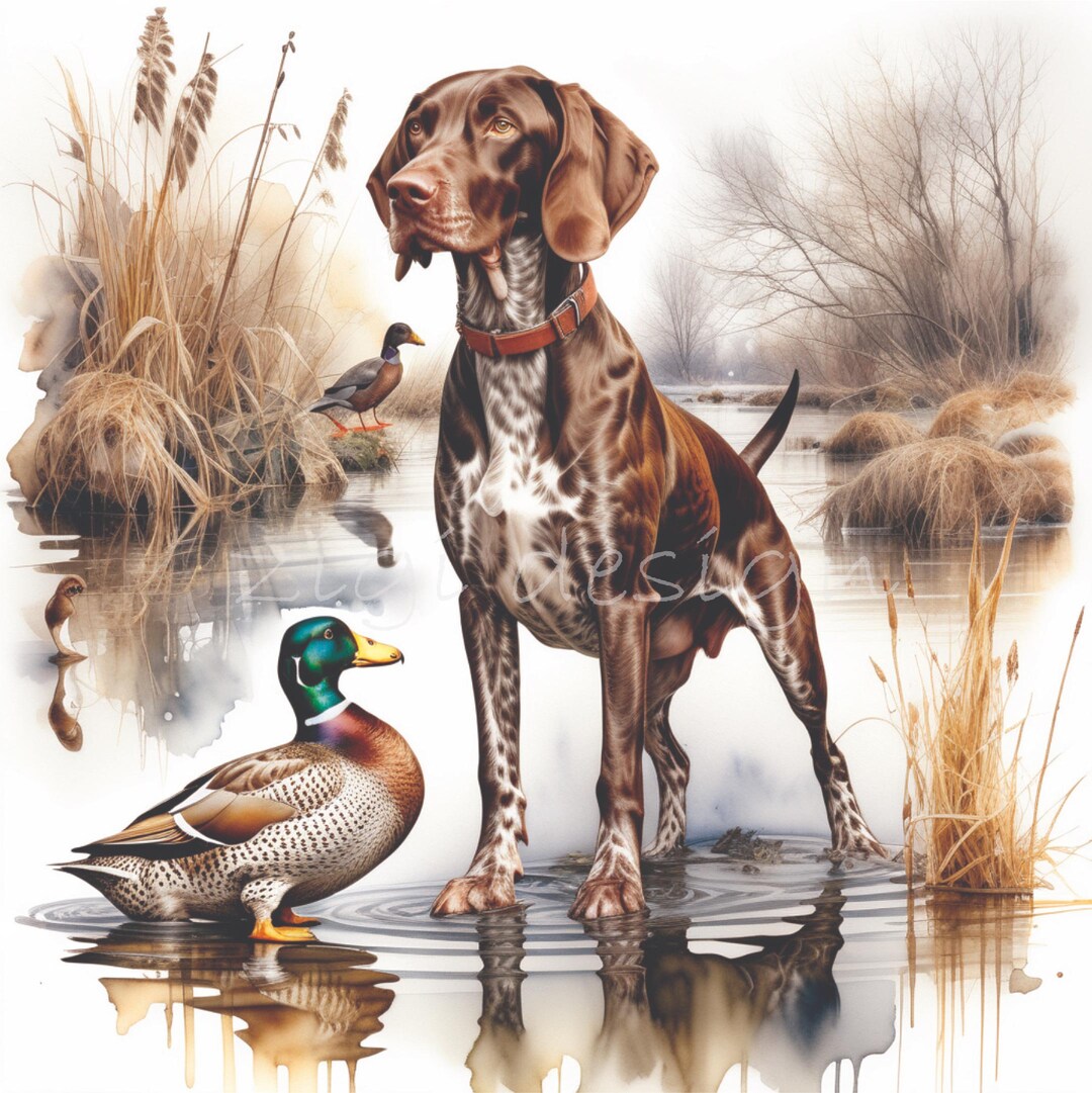 German Shorthaired Pointer Clipart Digital Papers 15 JPG Hunting Dog ...