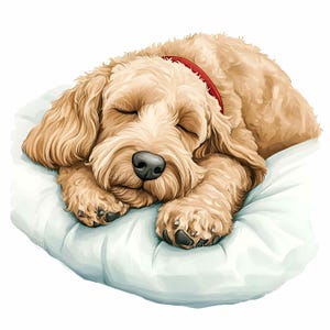16 JPEG Sleeping Labradoodle – Cute Dog JPG Clipart – Fluffy Puppy on ...