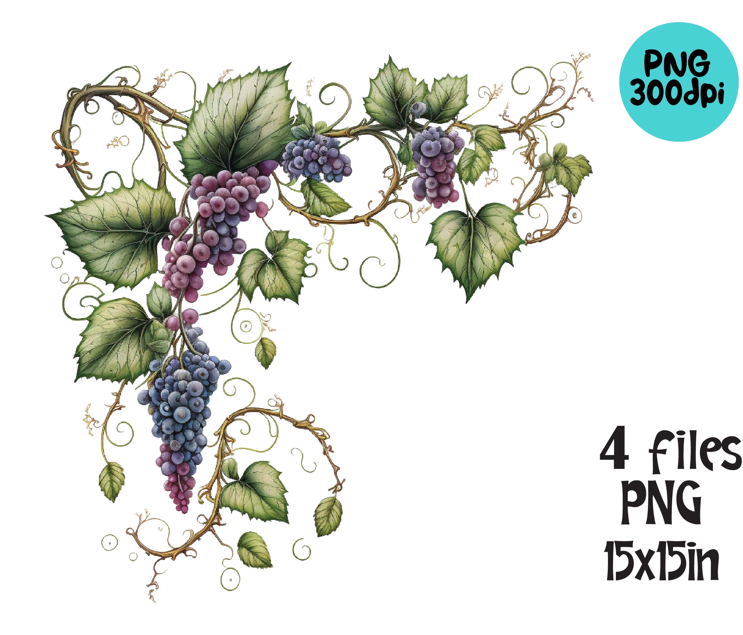 Grape Vine Plant Clipart Image