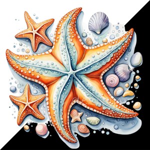 Starfish Clipart PNG Bundle 20 Ocean Animals Sea Star - Etsy